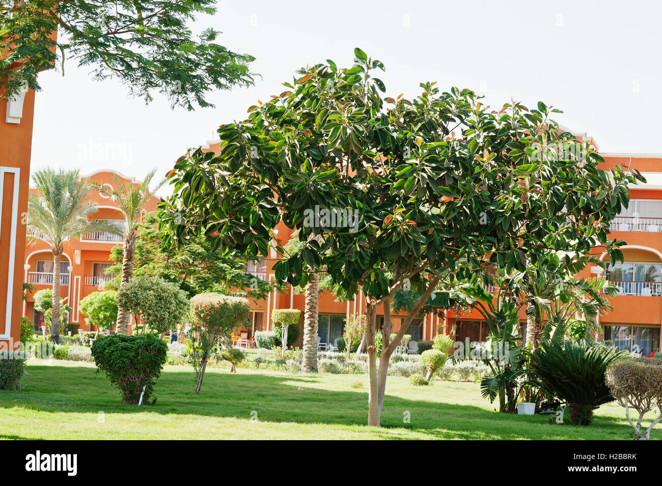 Different trees and bushes on garden of resort Stock Photo - Alamy