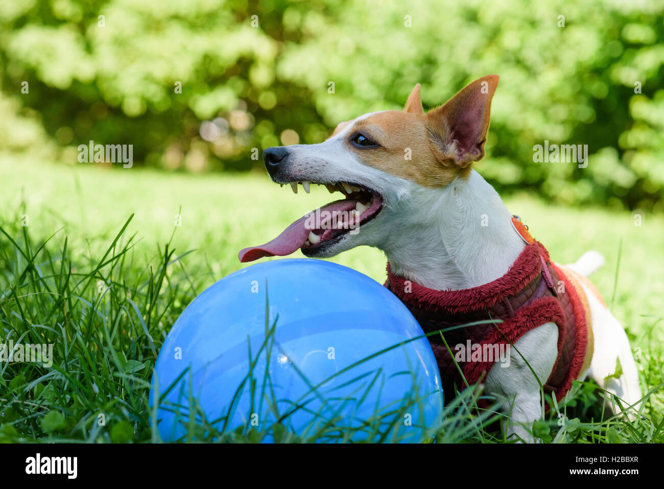 Cute small dog wearing apparel with big blue ball Stock Photo - Alamy