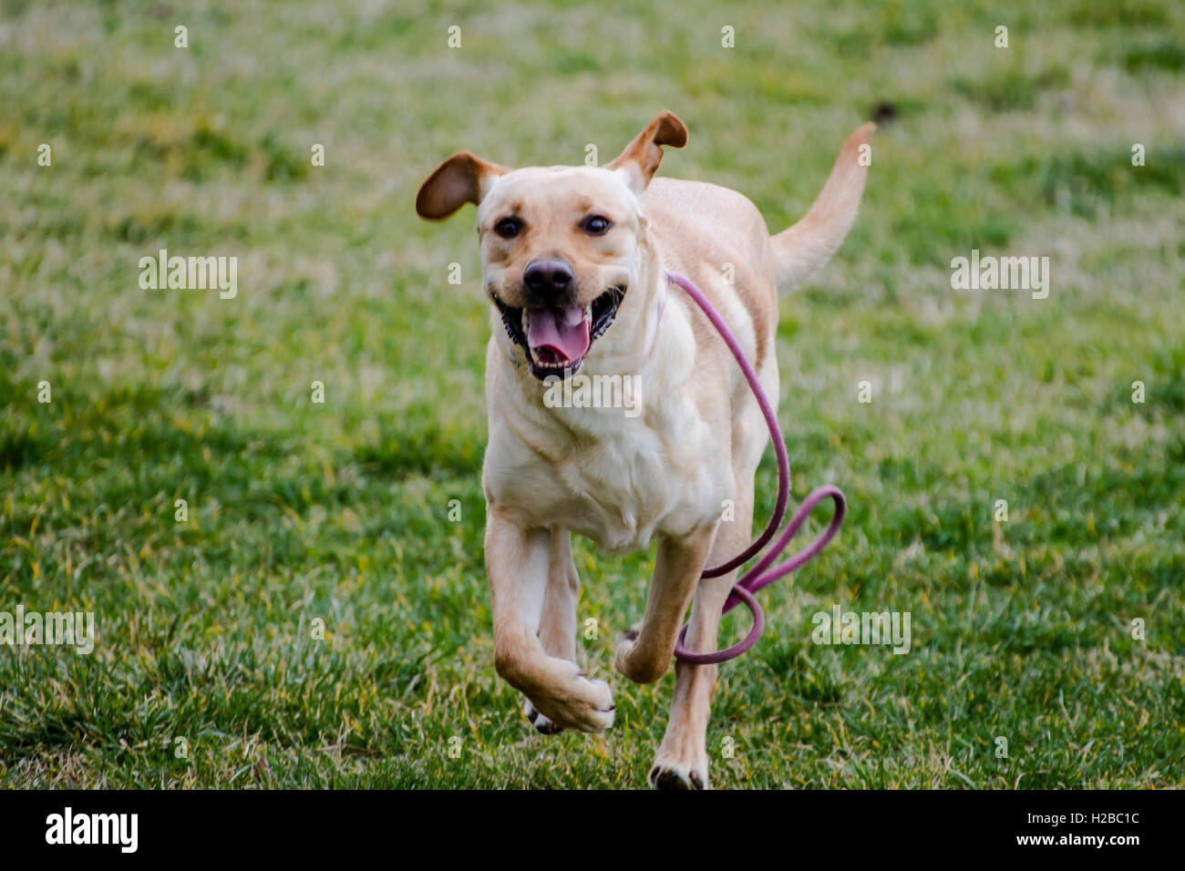 Yellow lab playing isolated hi-res stock photography and images - Alamy
