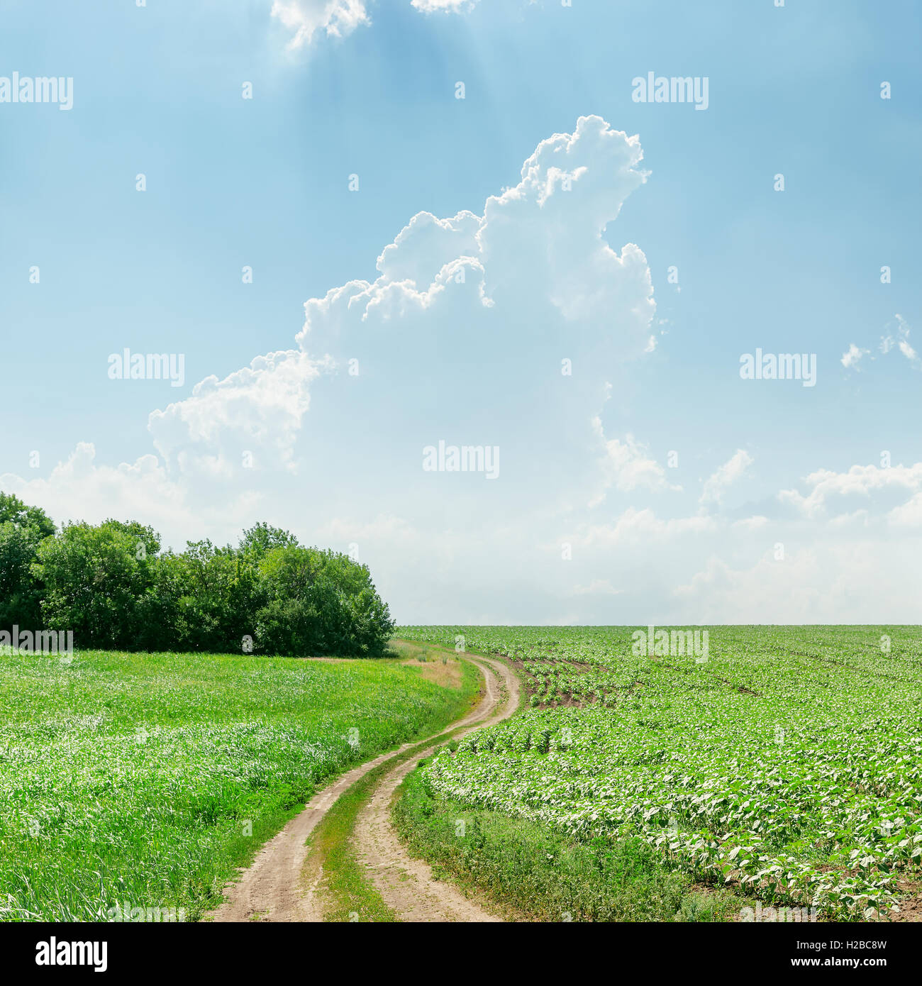 winding rural road in green grass and light clouds Stock Photo - Alamy