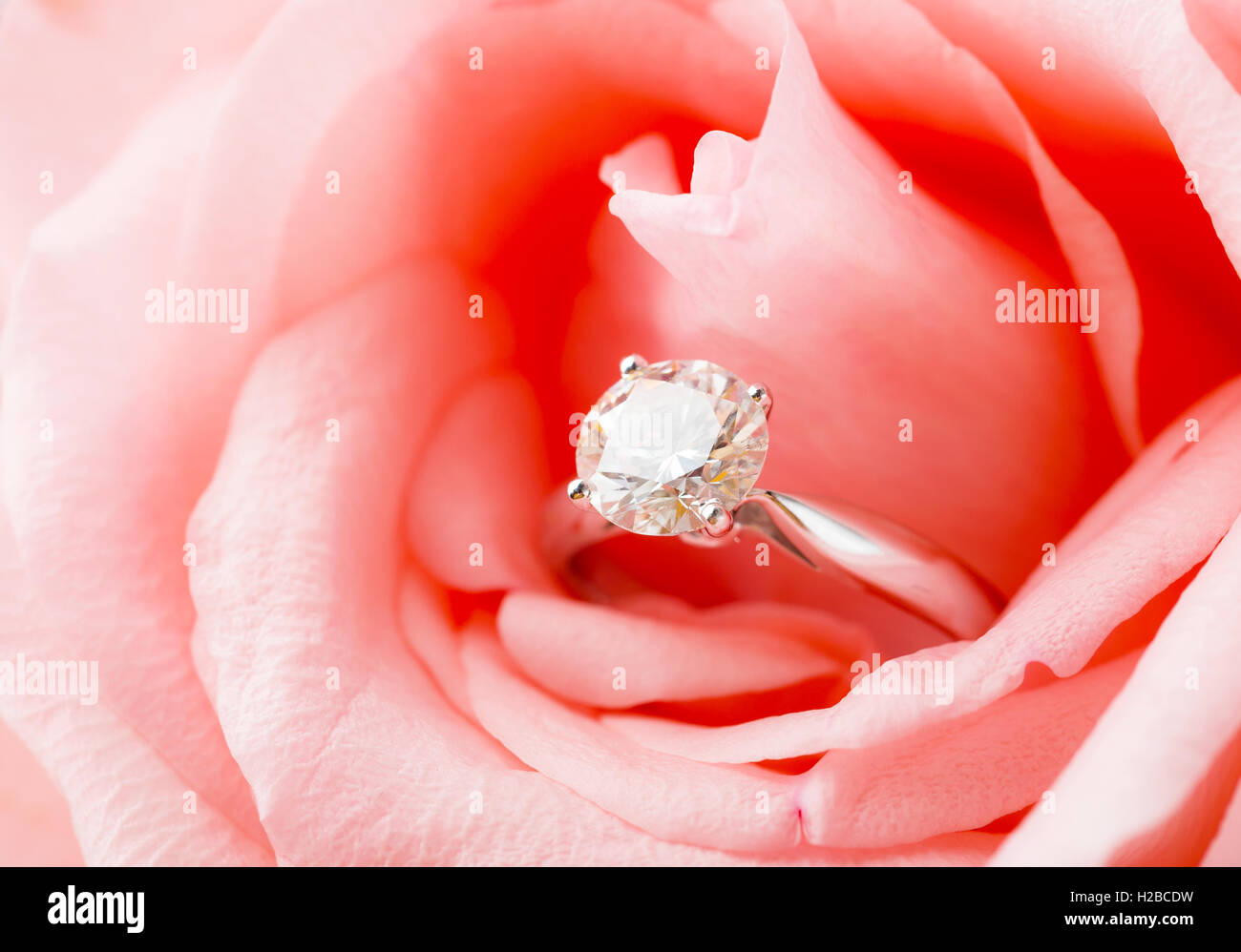 Pink Rose and diamond ring nestled inside Stock Photo - Alamy
