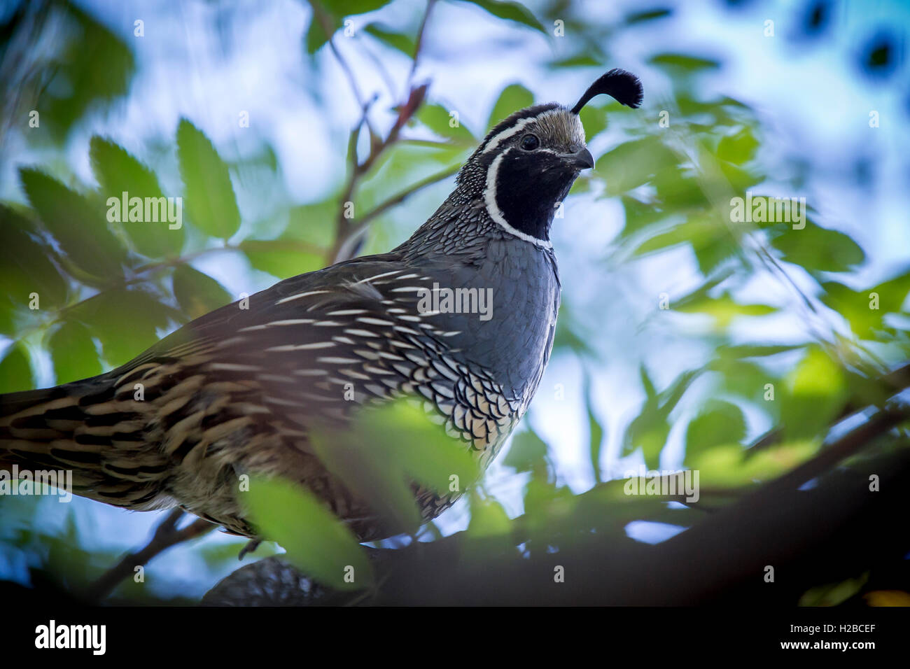 A cute california quail is perched up in a tree Stock Photo - Alamy
