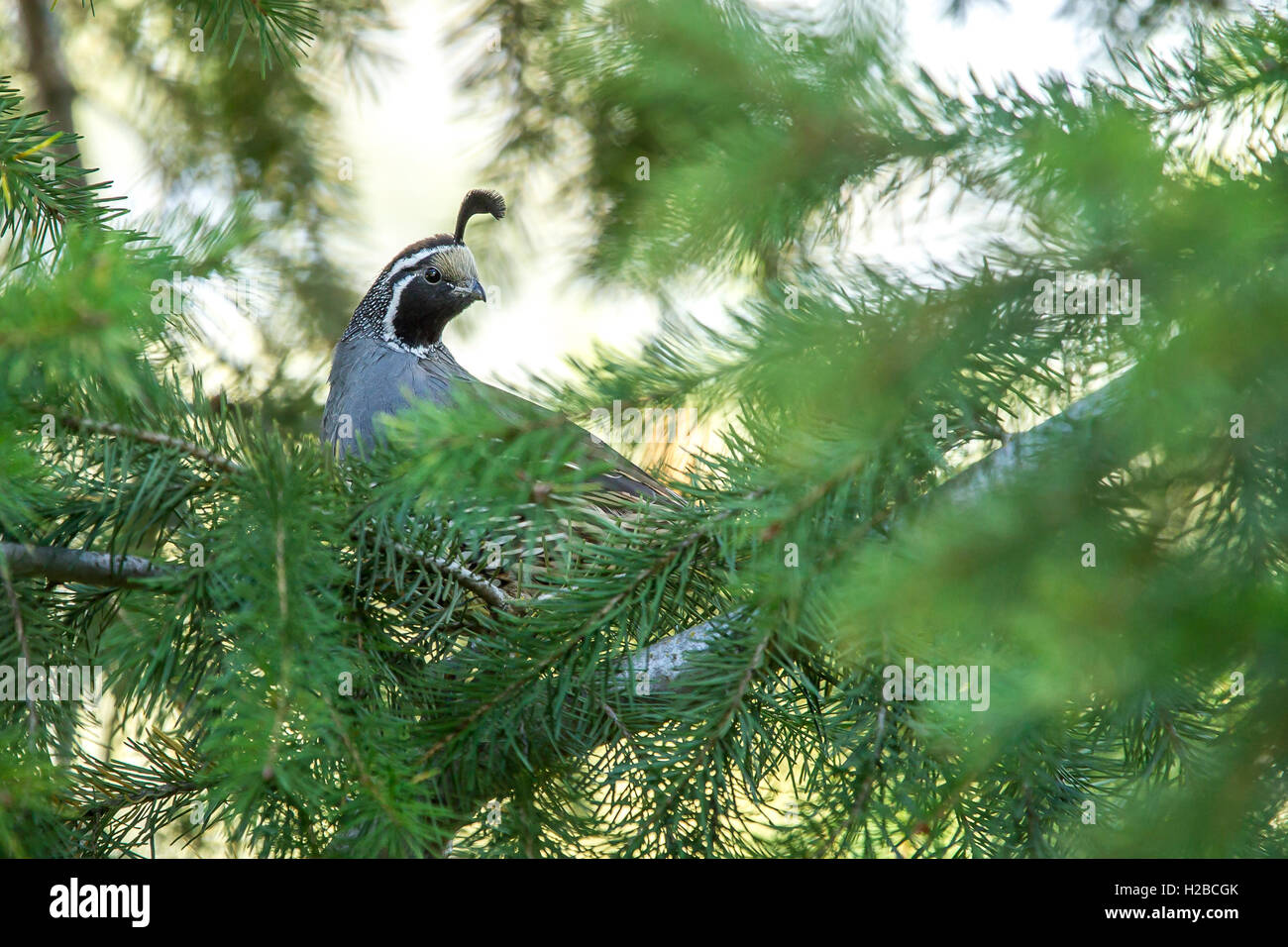 California quail male in tree hi-res stock photography and images - Alamy