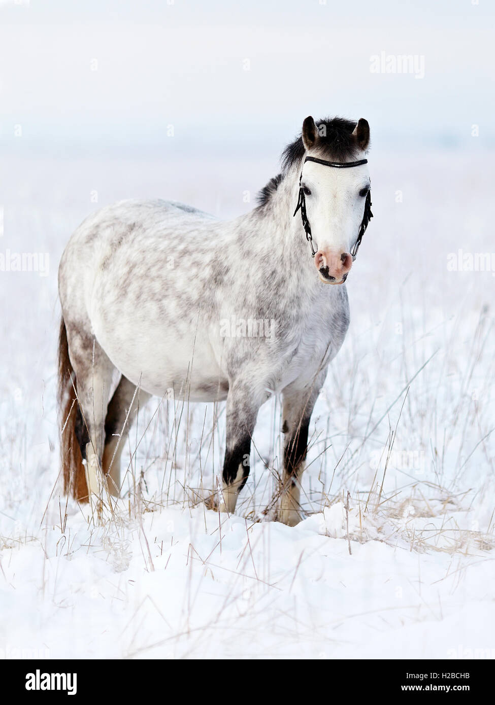 Gray mare in the field Stock Photo - Alamy