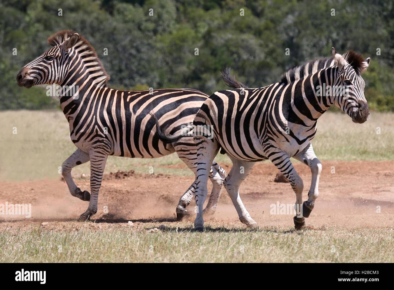 Startled zebra hi-res stock photography and images - Alamy