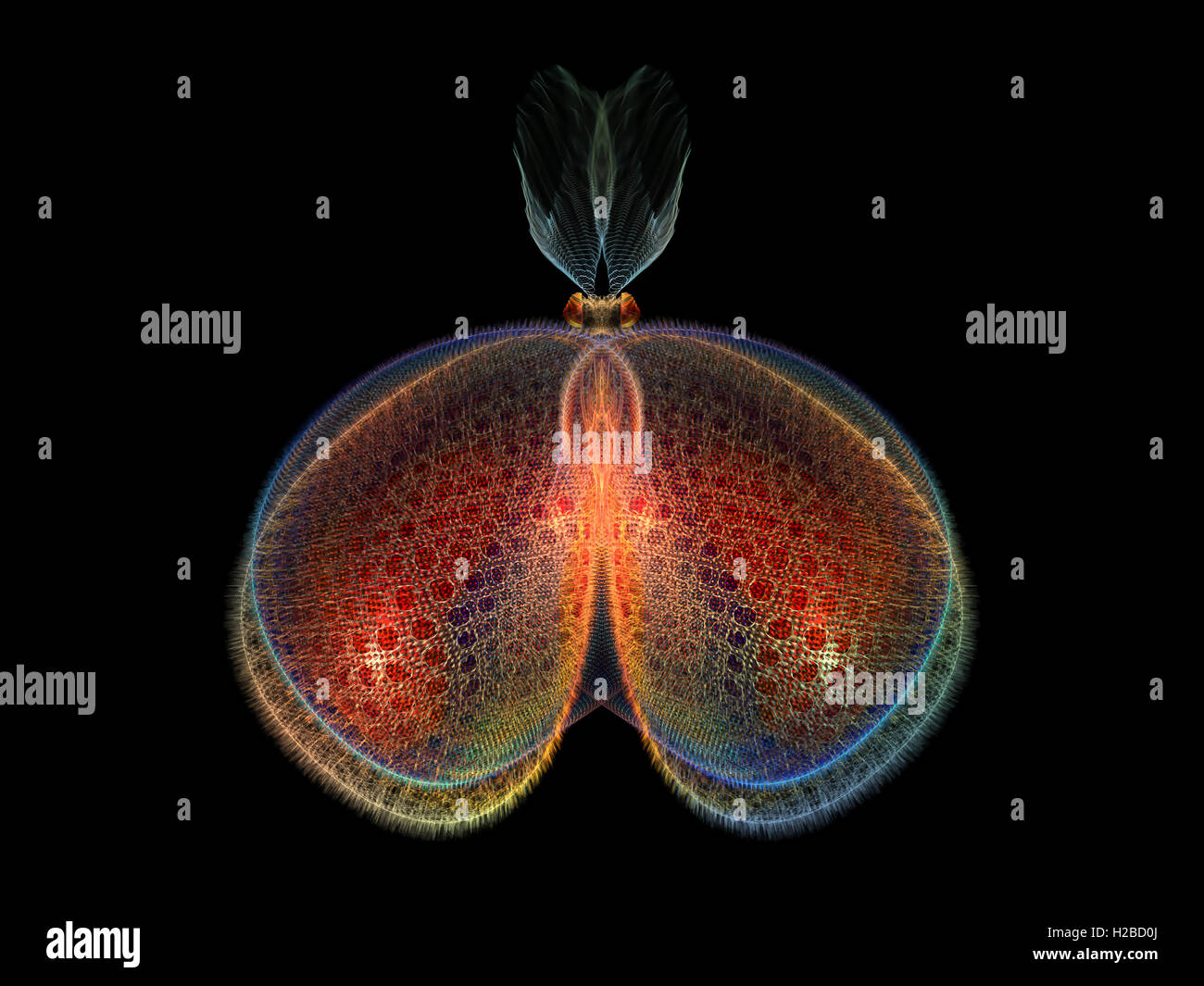 Intricate butterfly hi-res stock photography and images - Alamy
