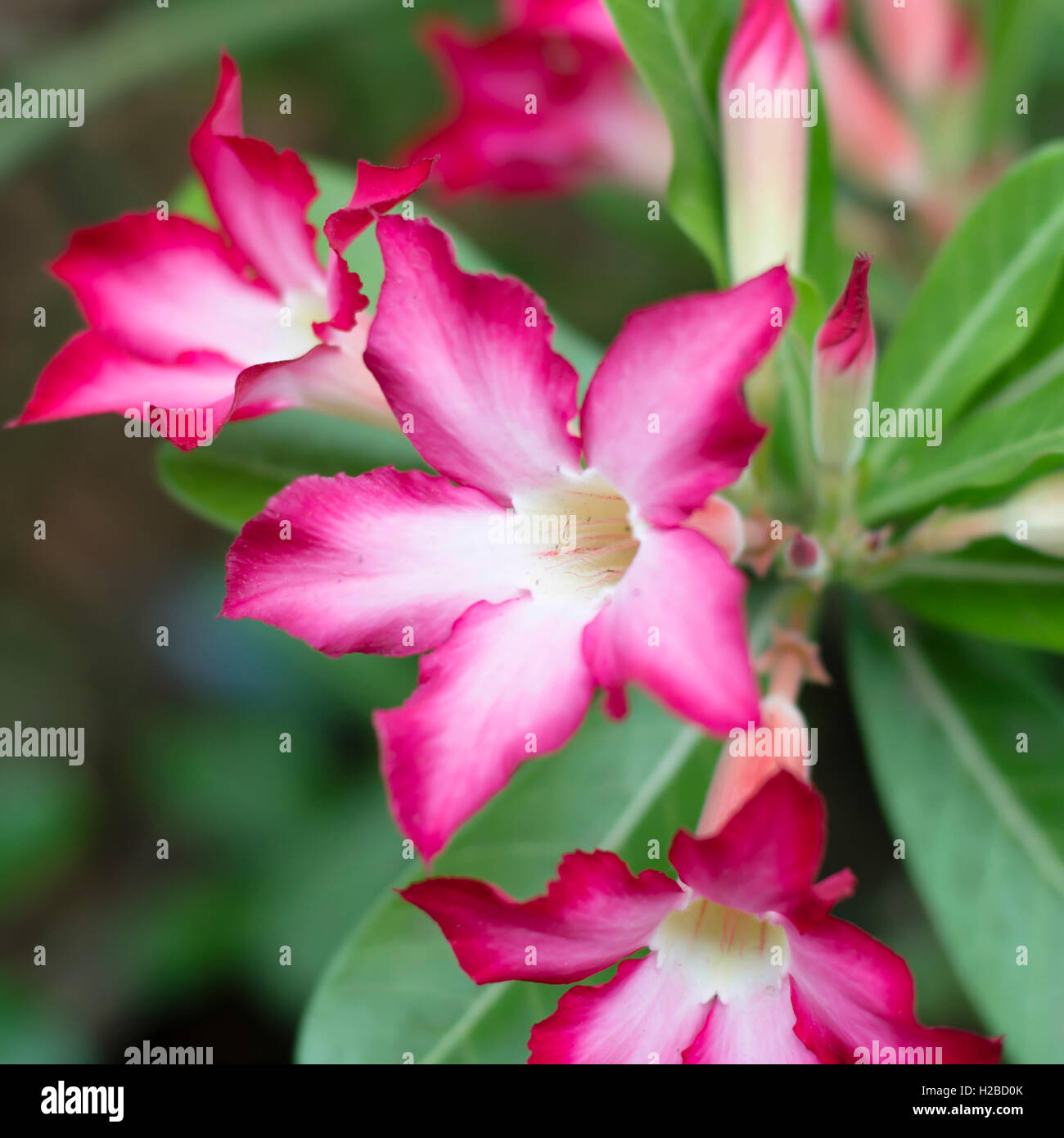 desert rose in nature Stock Photo - Alamy
