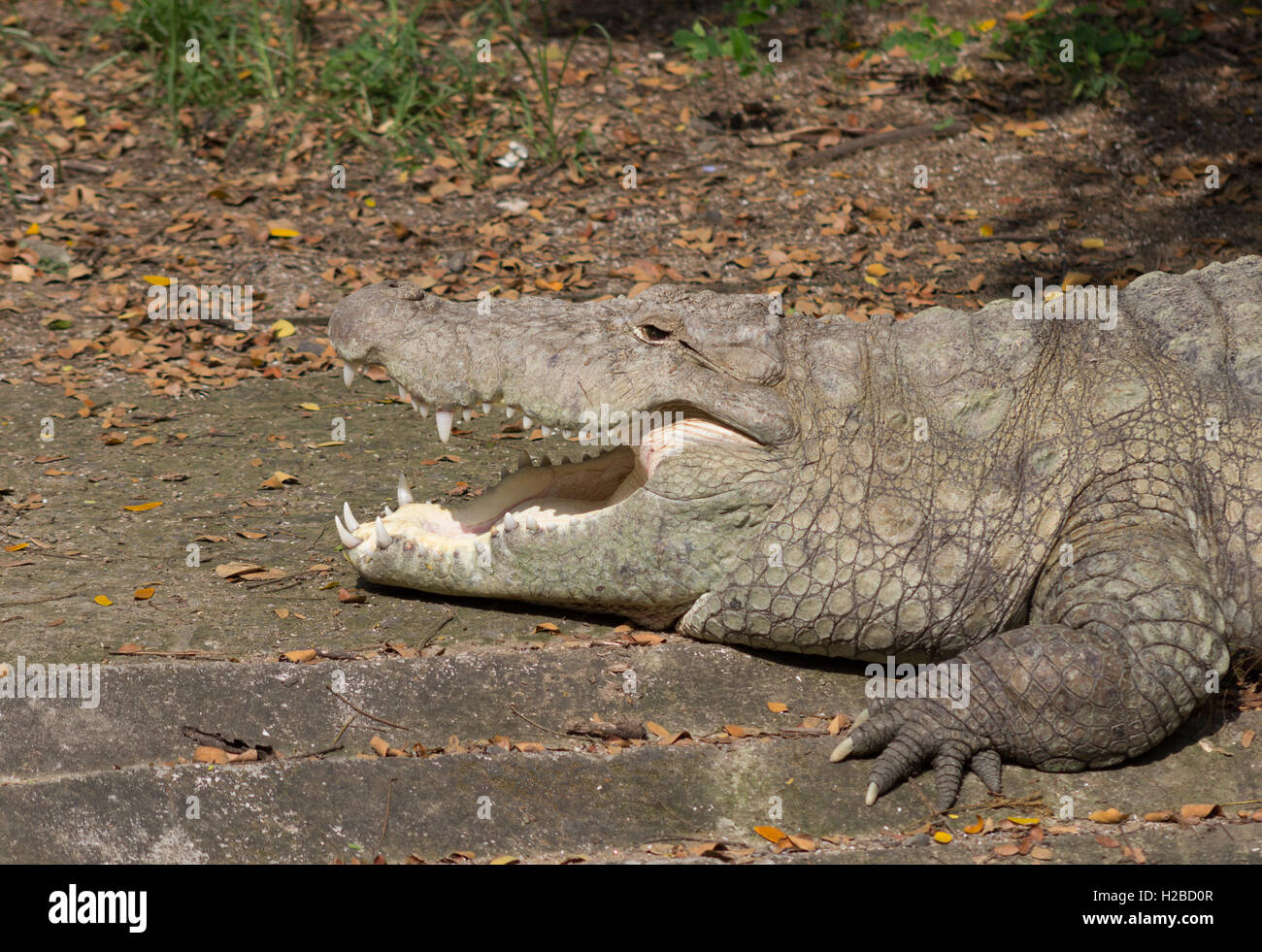 Crocodile in the zoo hi-res stock photography and images - Alamy