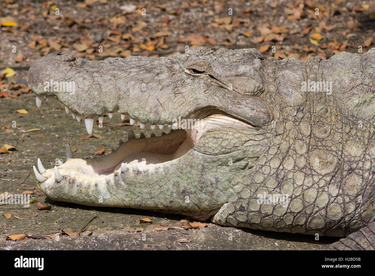 Crocodile in a zoo Stock Photo - Alamy