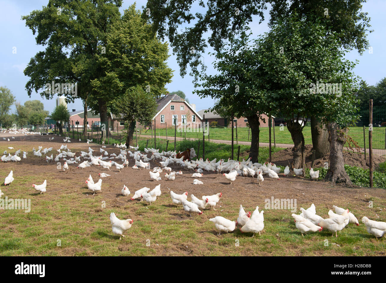 Chicken house farm hi-res stock photography and images - Alamy