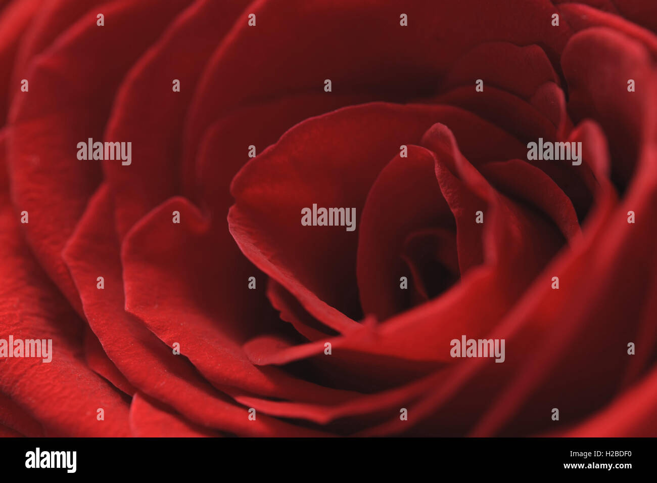 Red velvety rose Stock Photo - Alamy