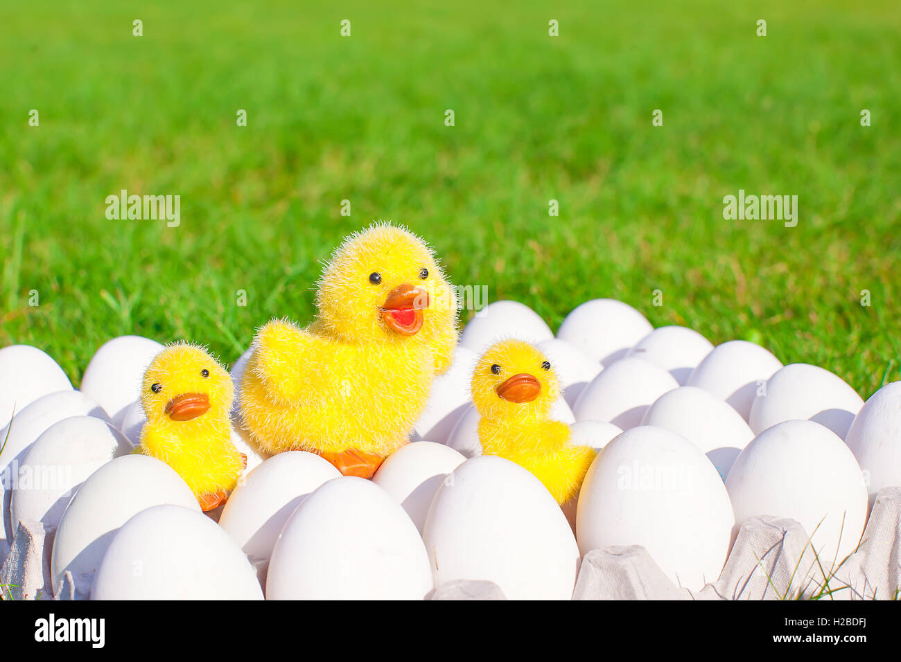 Closeup tray white eggs with the symbols of Easter yellow chickens ...