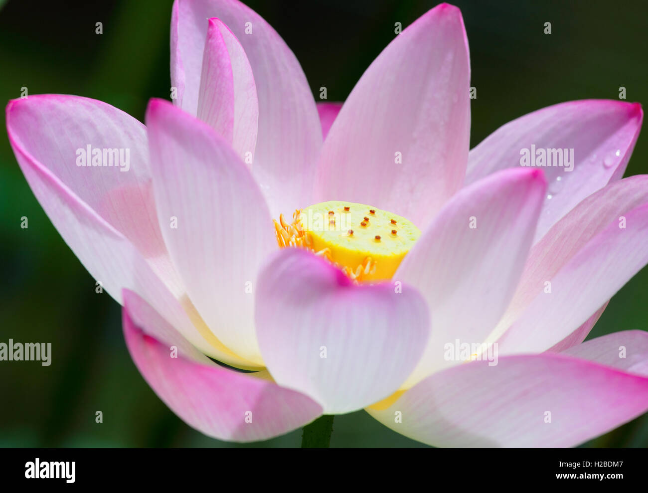 Lotus flower close up Stock Photo - Alamy