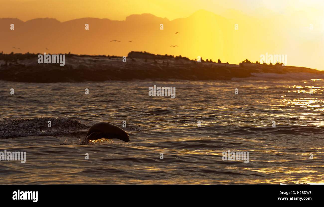 Seals swim and jumping out of water on sunset Stock Photo - Alamy
