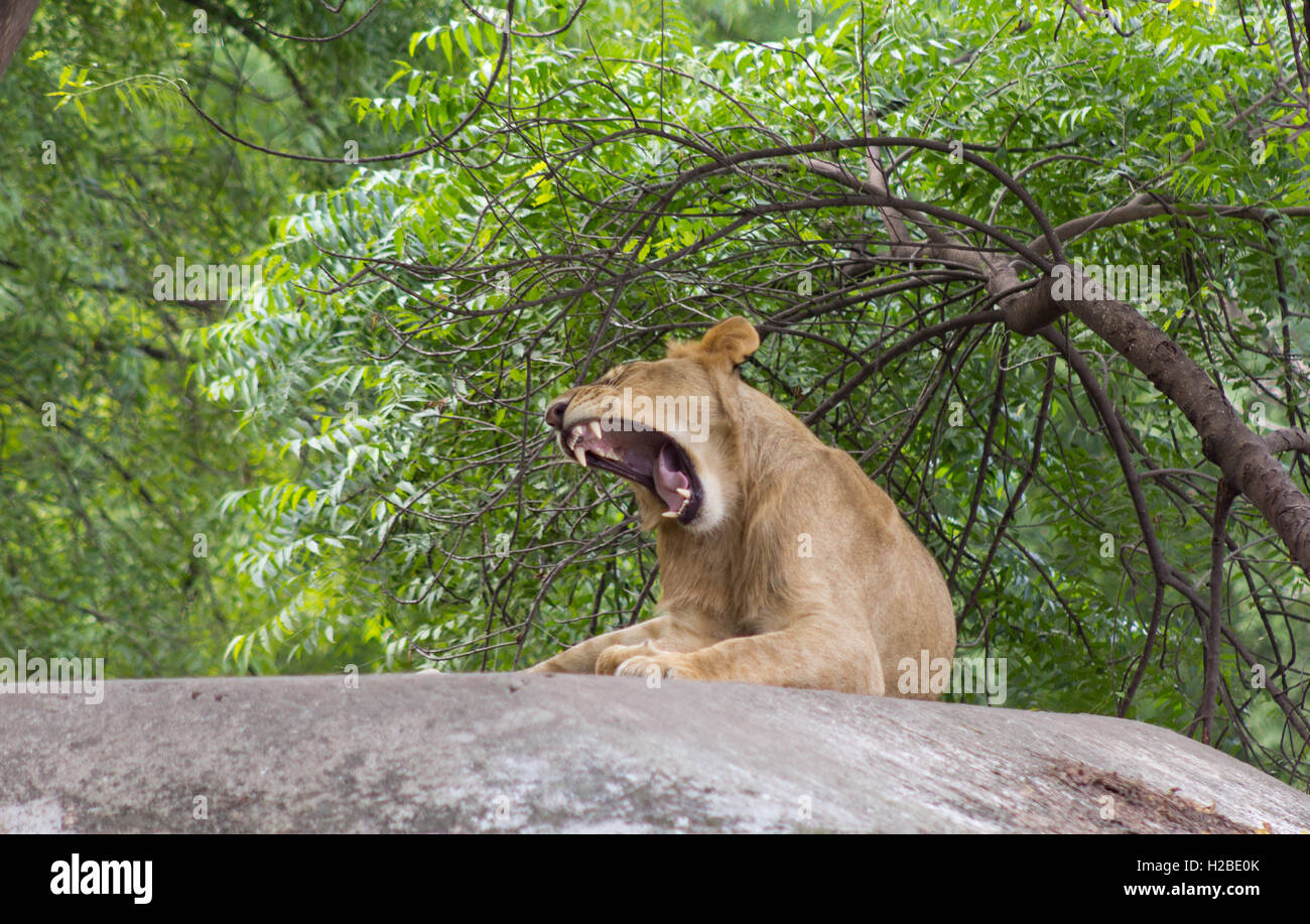 Lion open mouth zoo hi-res stock photography and images - Alamy