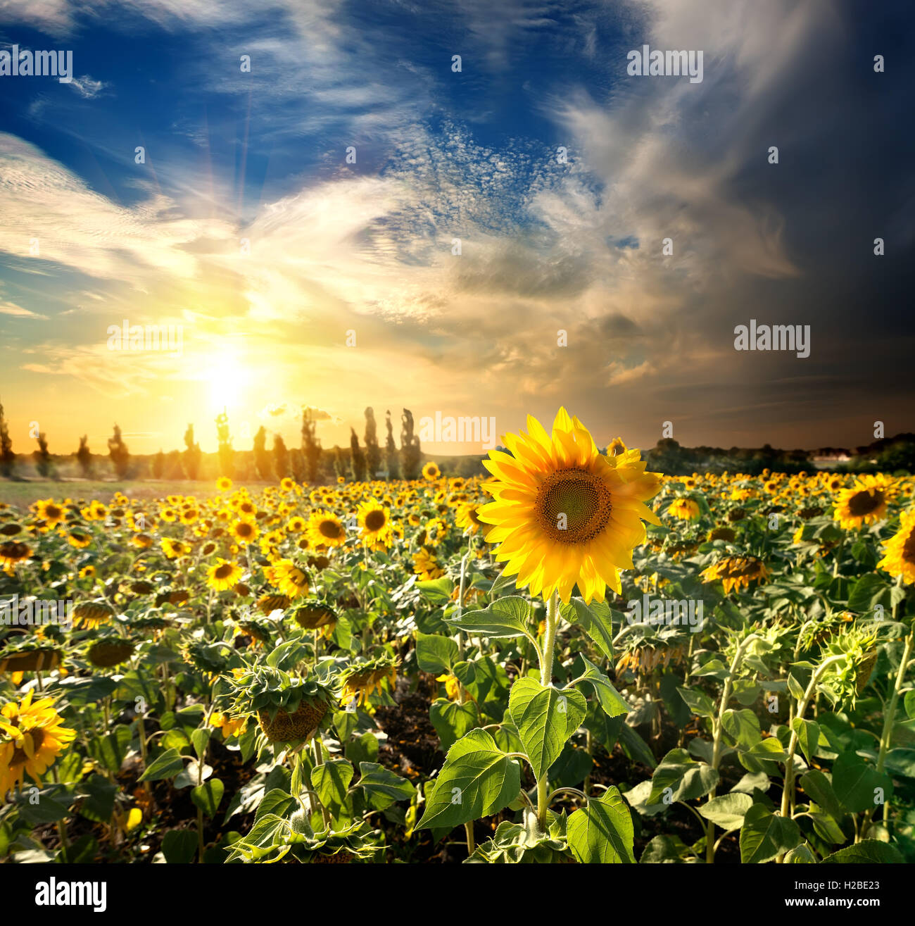 Sunflowers illuminated sun hi-res stock photography and images - Alamy