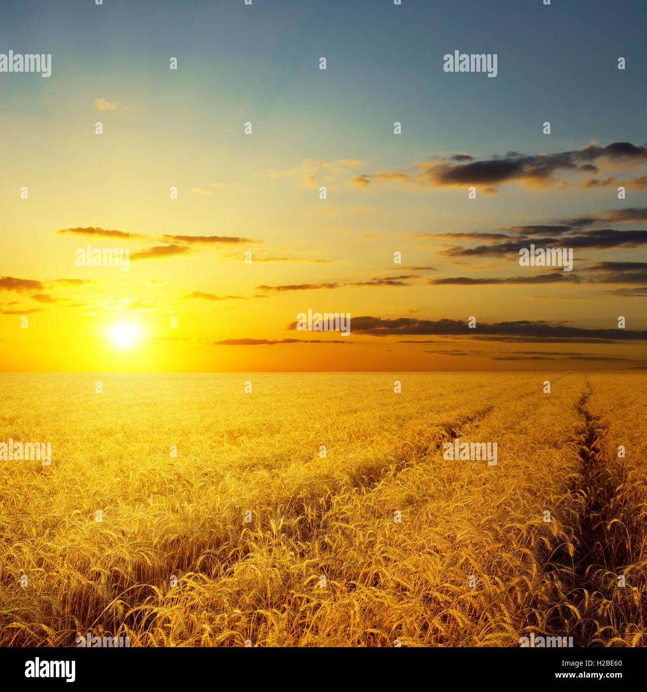 Field plants sunset agriculture growth hi-res stock photography and ...