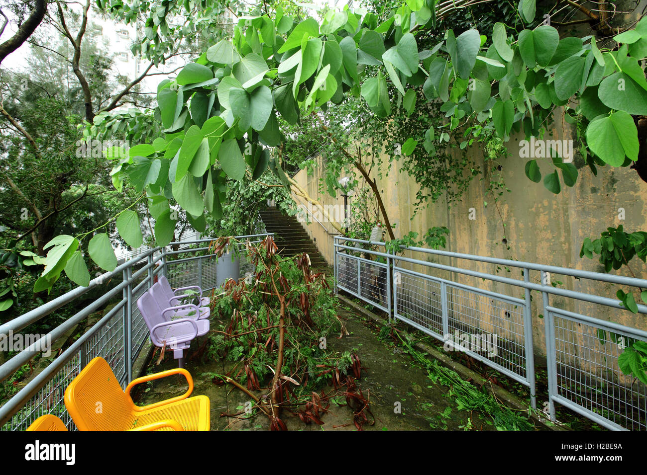 Tropical storm damage hi-res stock photography and images - Alamy