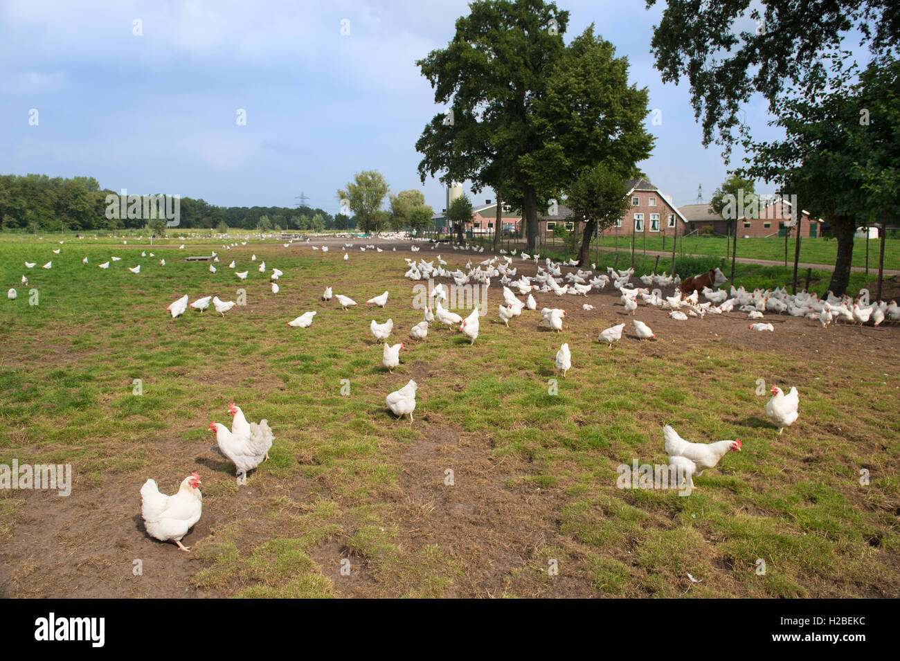 Chicken house farm hi-res stock photography and images - Alamy