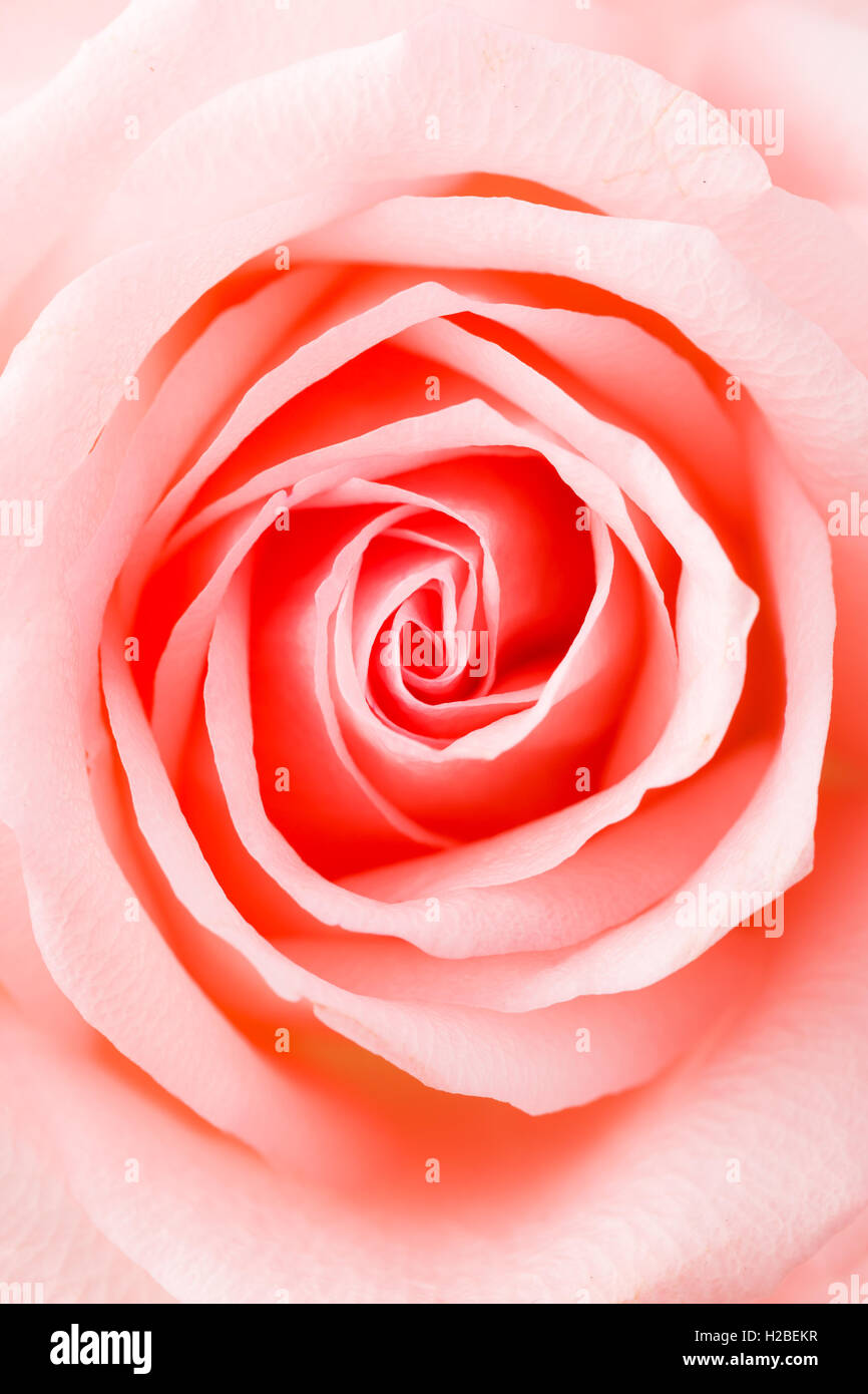 Pink Rose texture Stock Photo - Alamy