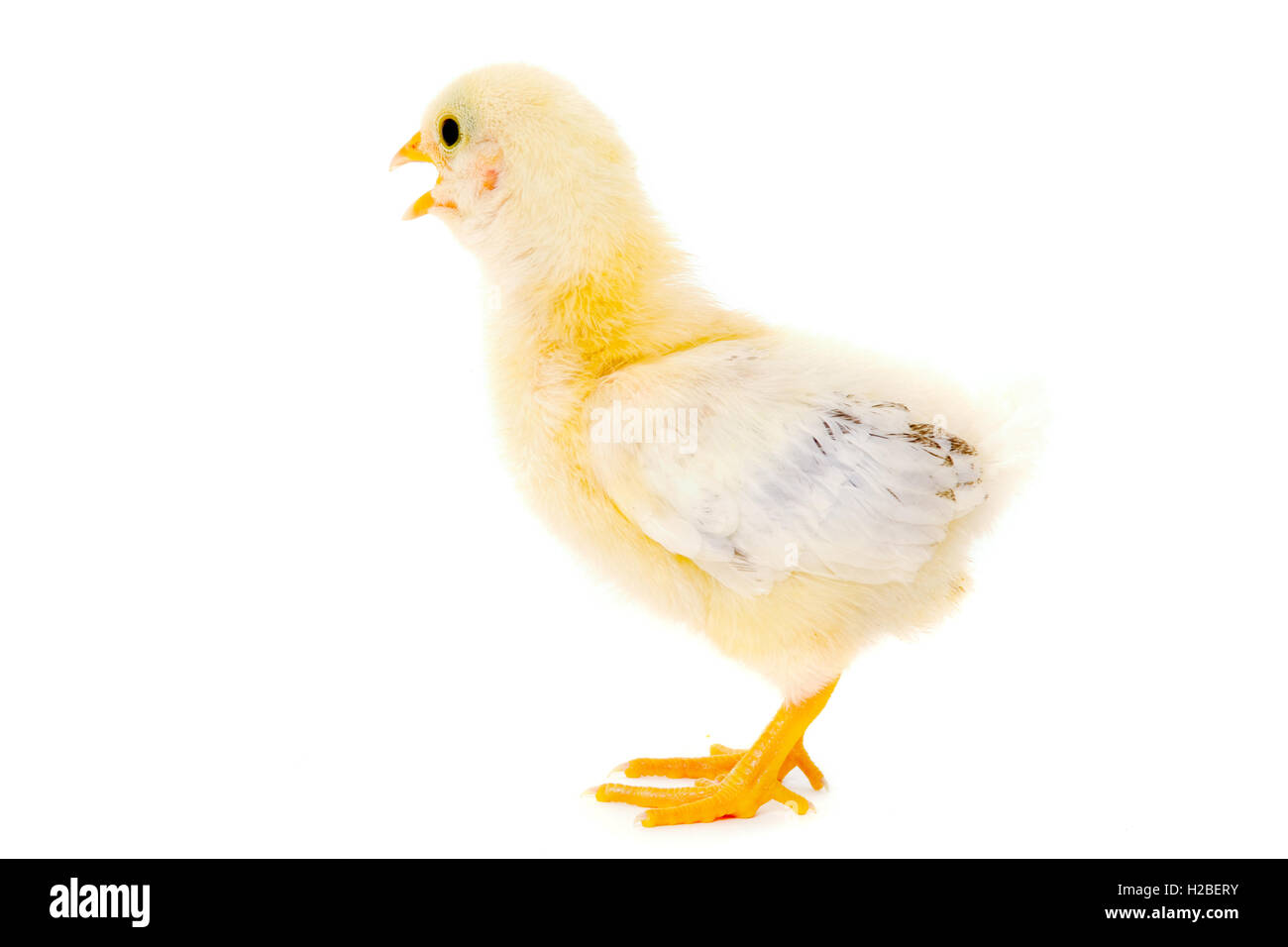 Baby chiken hi-res stock photography and images - Alamy
