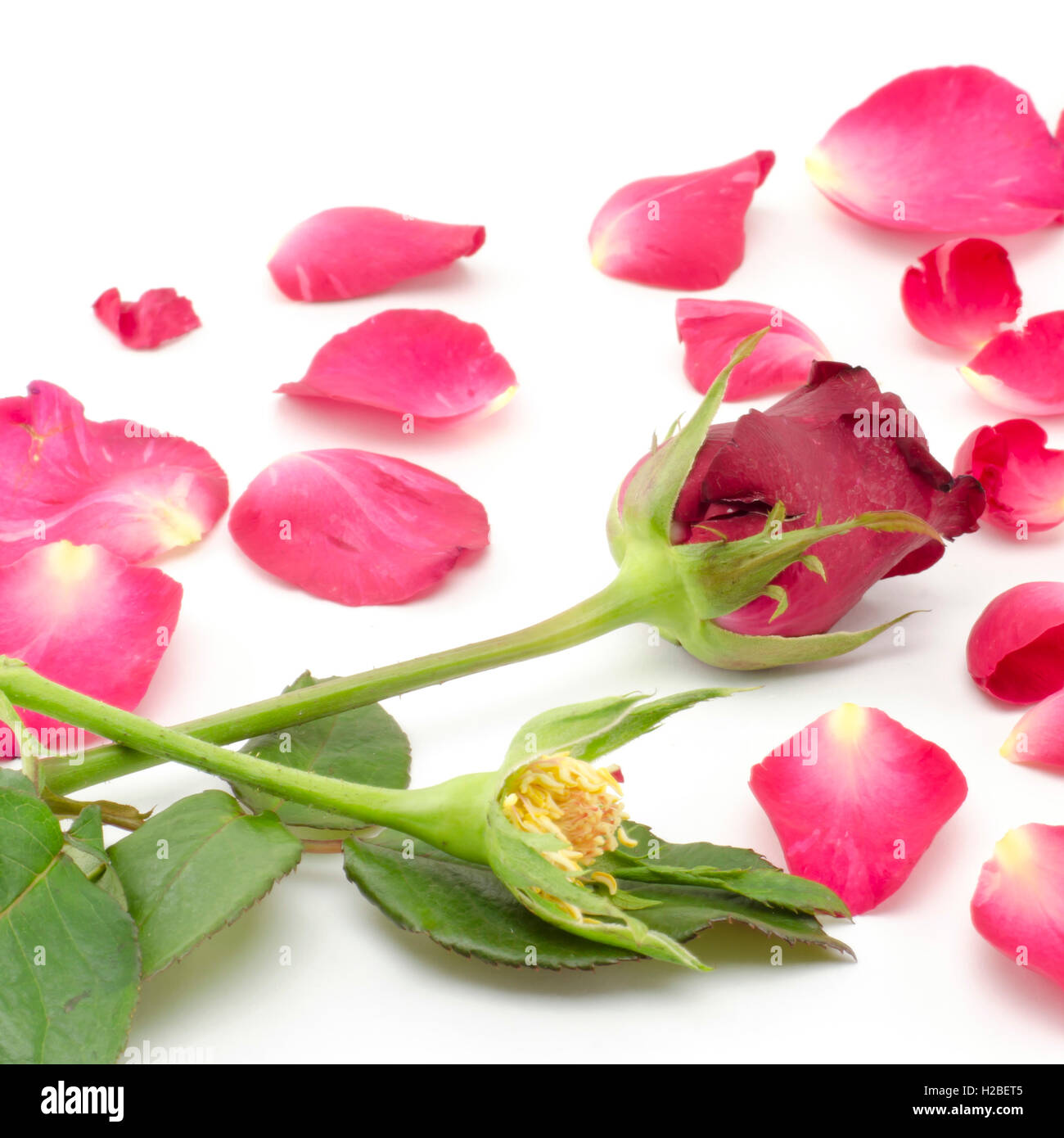 rose flower isolated on white Stock Photo - Alamy