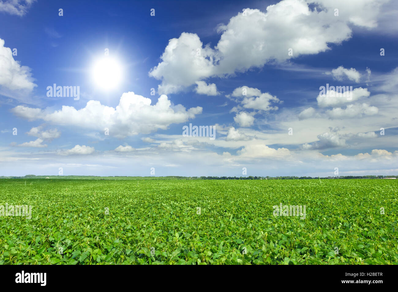 Soy bean cultivated agricultural field hi-res stock photography and ...