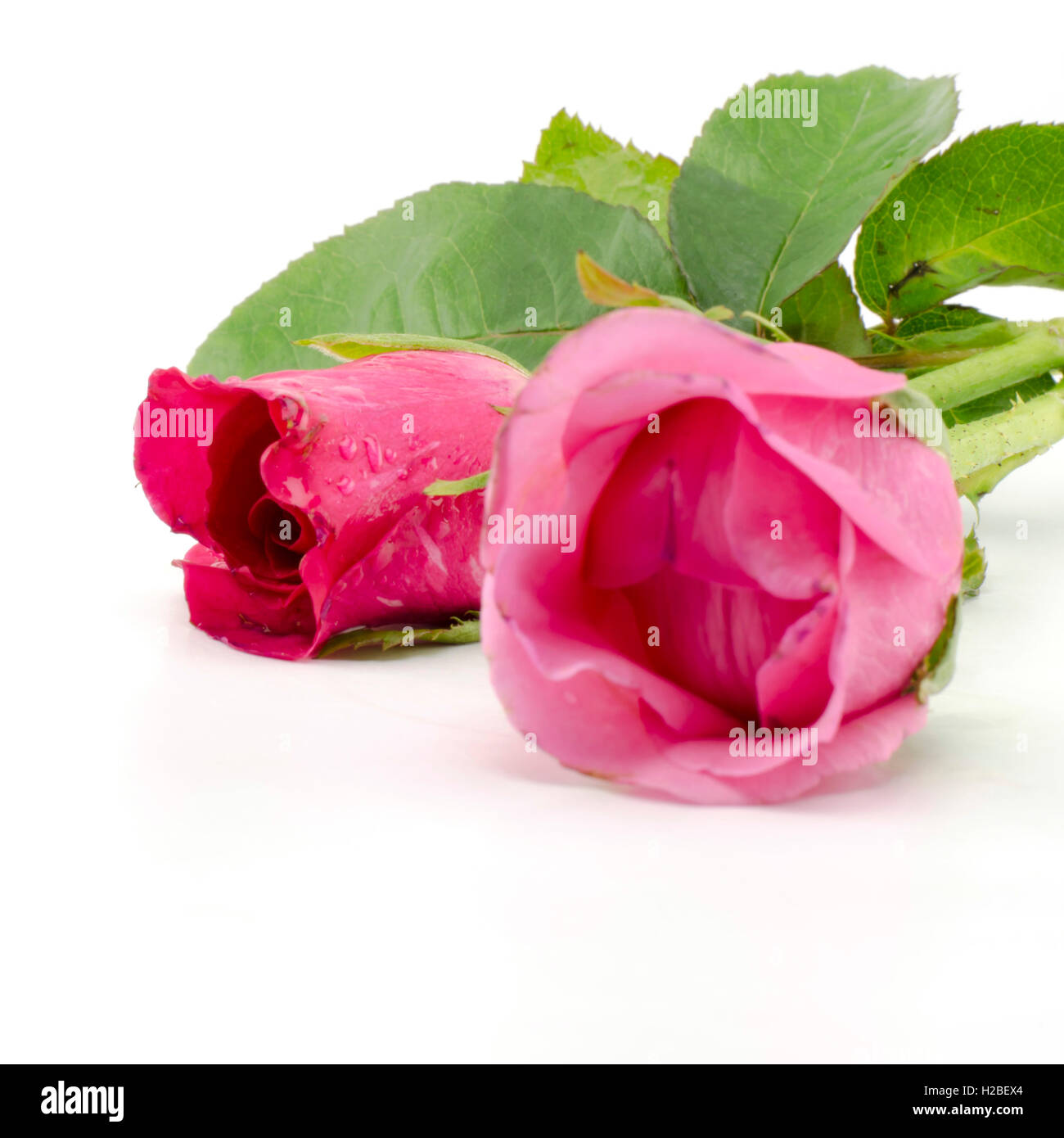 rose flower isolated on white Stock Photo - Alamy