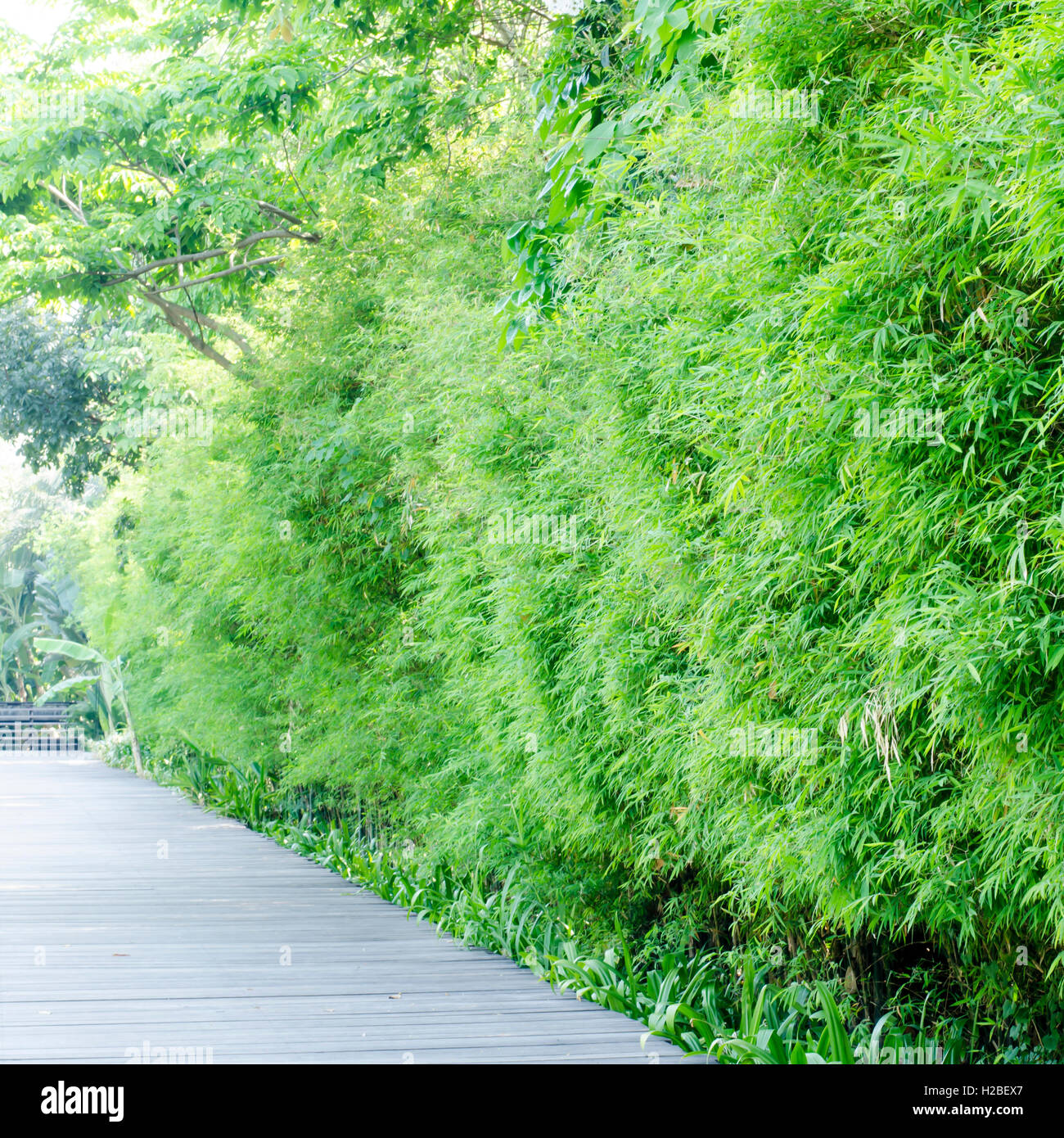Bamboo Groves High Resolution Stock Photography and Images - Alamy