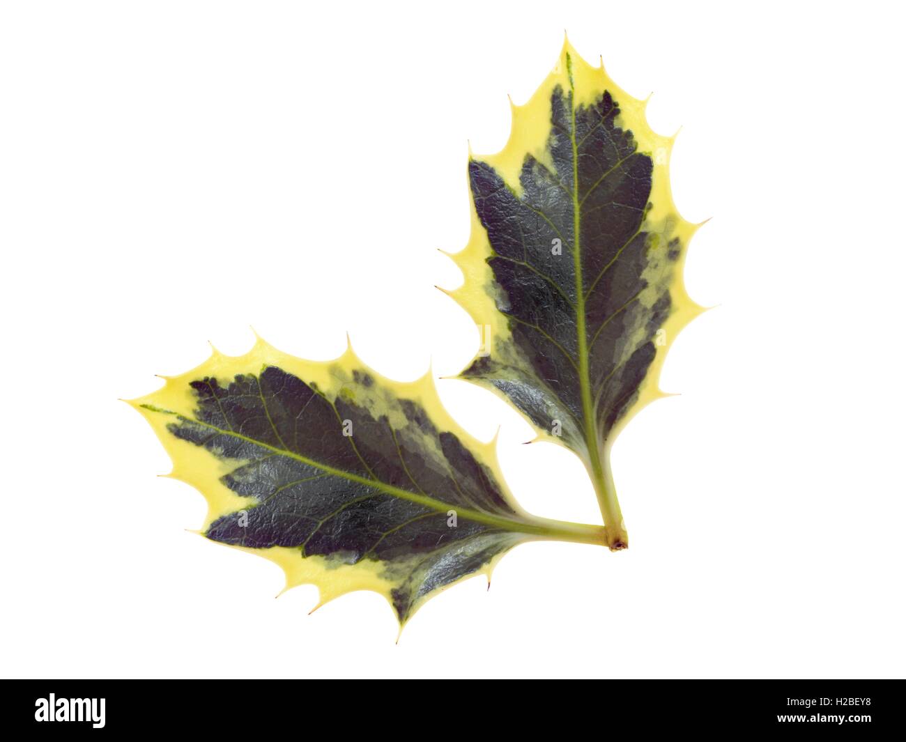 Holly detail Cut Out Stock Images & Pictures - Alamy