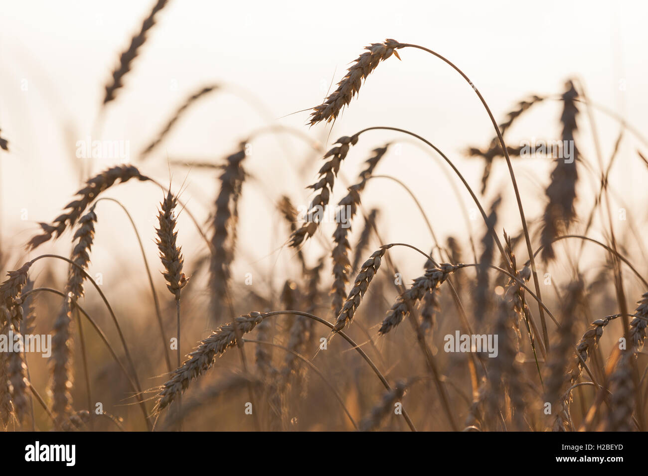 Wheat or rye agriculture field plant Stock Photo - Alamy