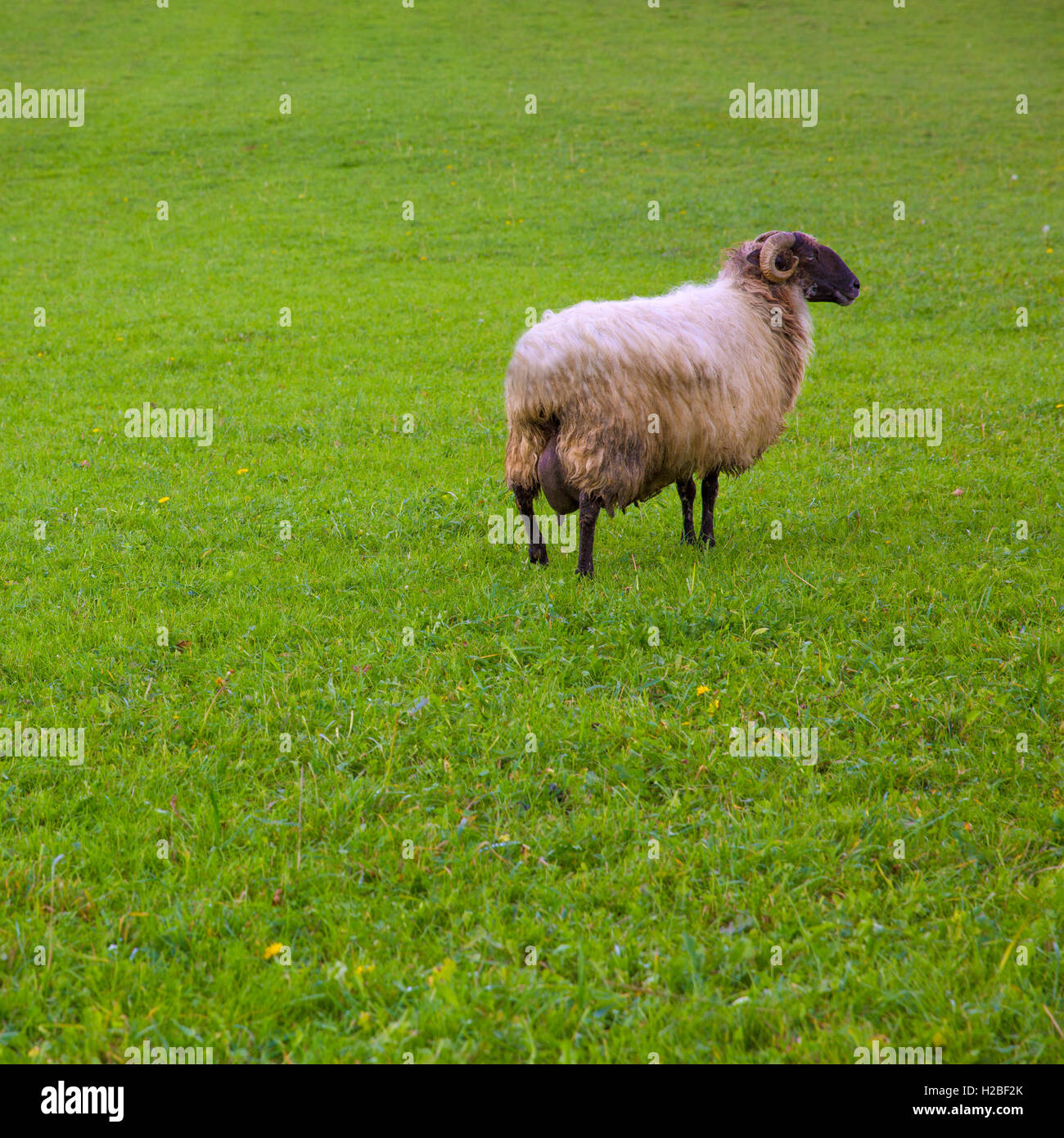 Sheep herd navarra spain hi-res stock photography and images - Alamy