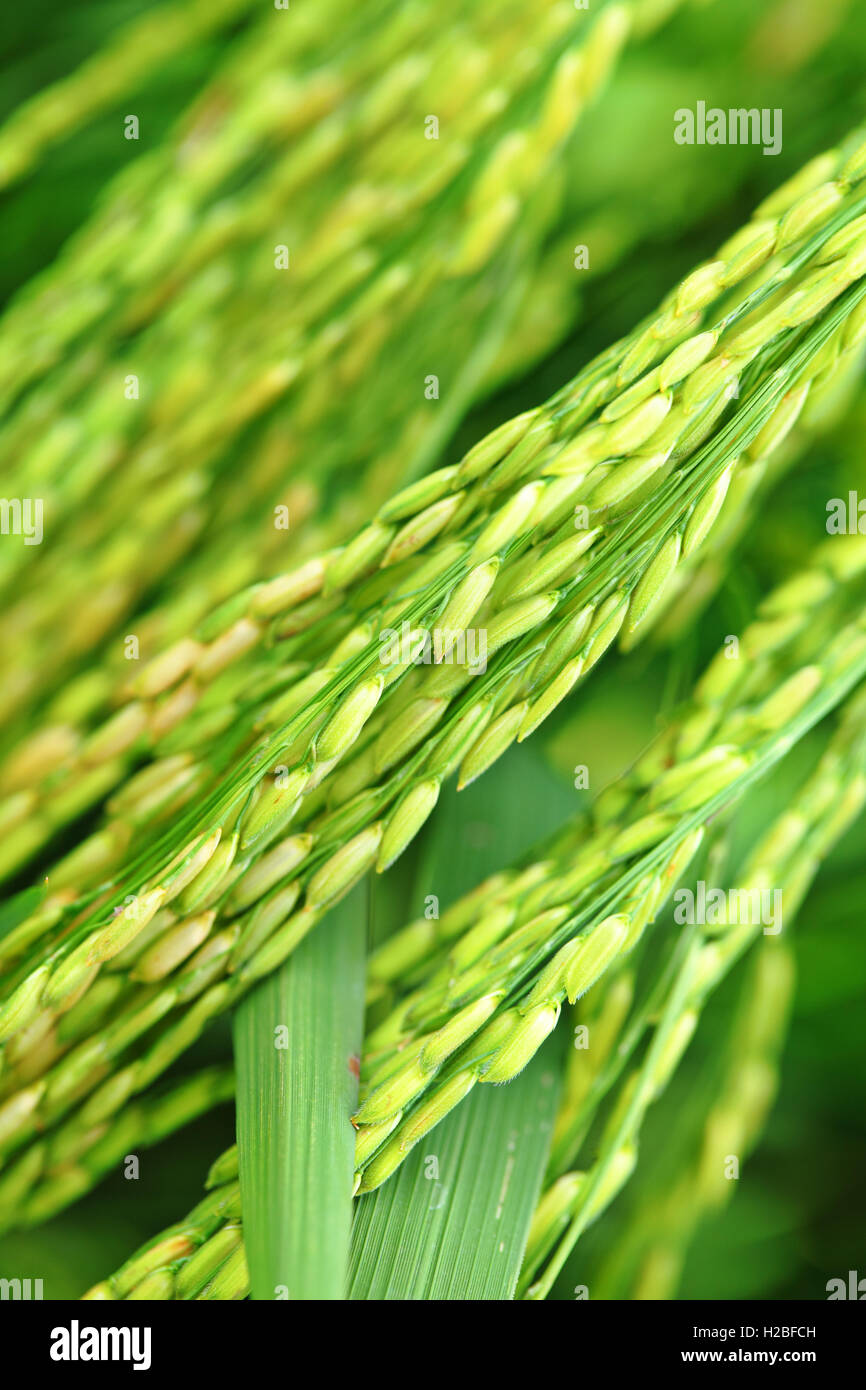Fresh rice field background hi-res stock photography and images - Alamy