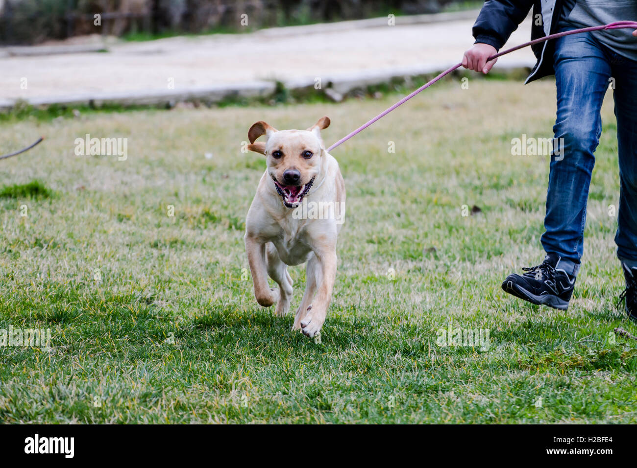 A Brown labrador running with a boy in a grass field Stock Photo - Alamy