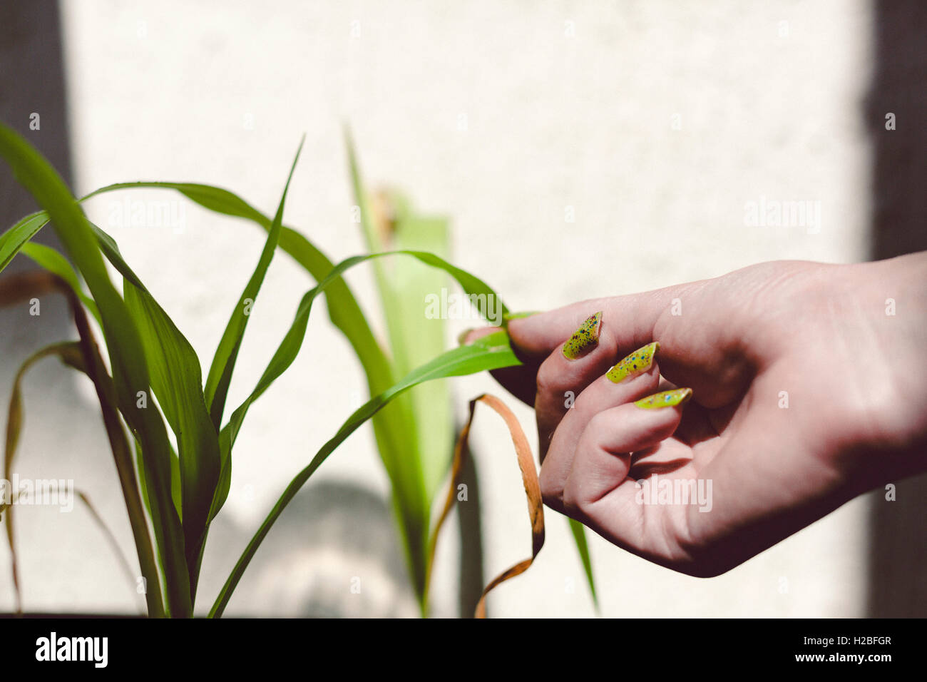 hand holding green plant Stock Photo - Alamy