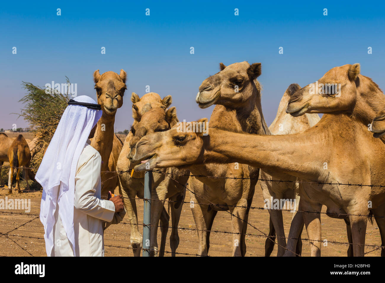 Desert landscape with camel Stock Photo - Alamy