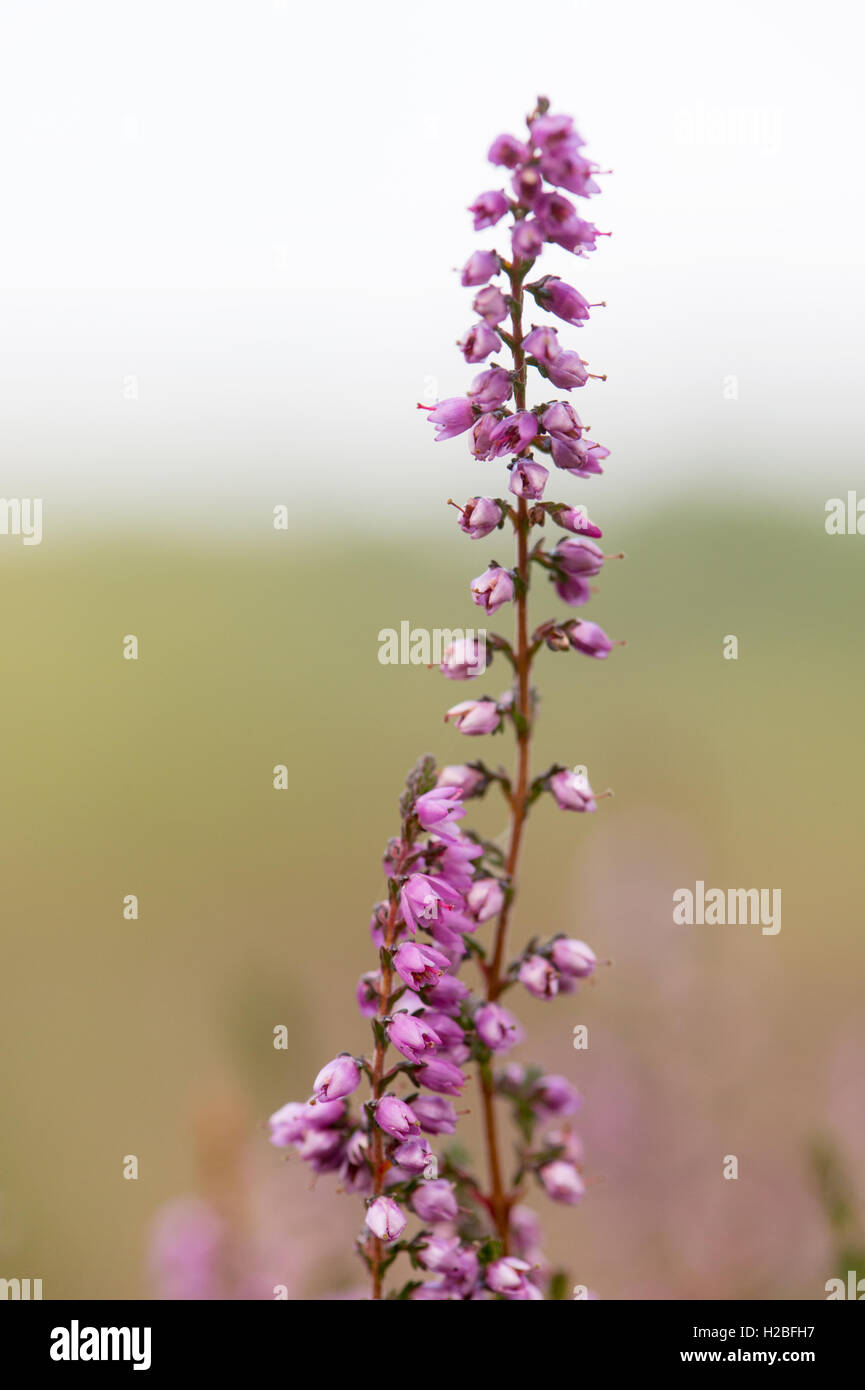 Wild heather flowers hi-res stock photography and images - Alamy