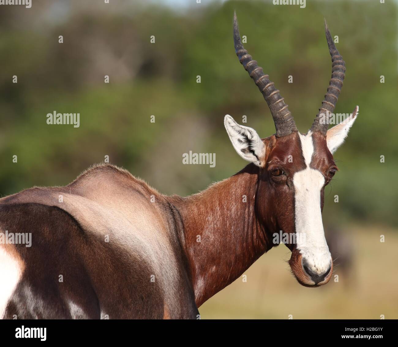 Bontebok Antelope Portrait Stock Photo - Alamy