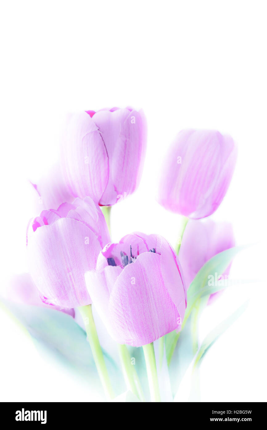 Beautiful artificial tulip flowers, high key light photos style ...