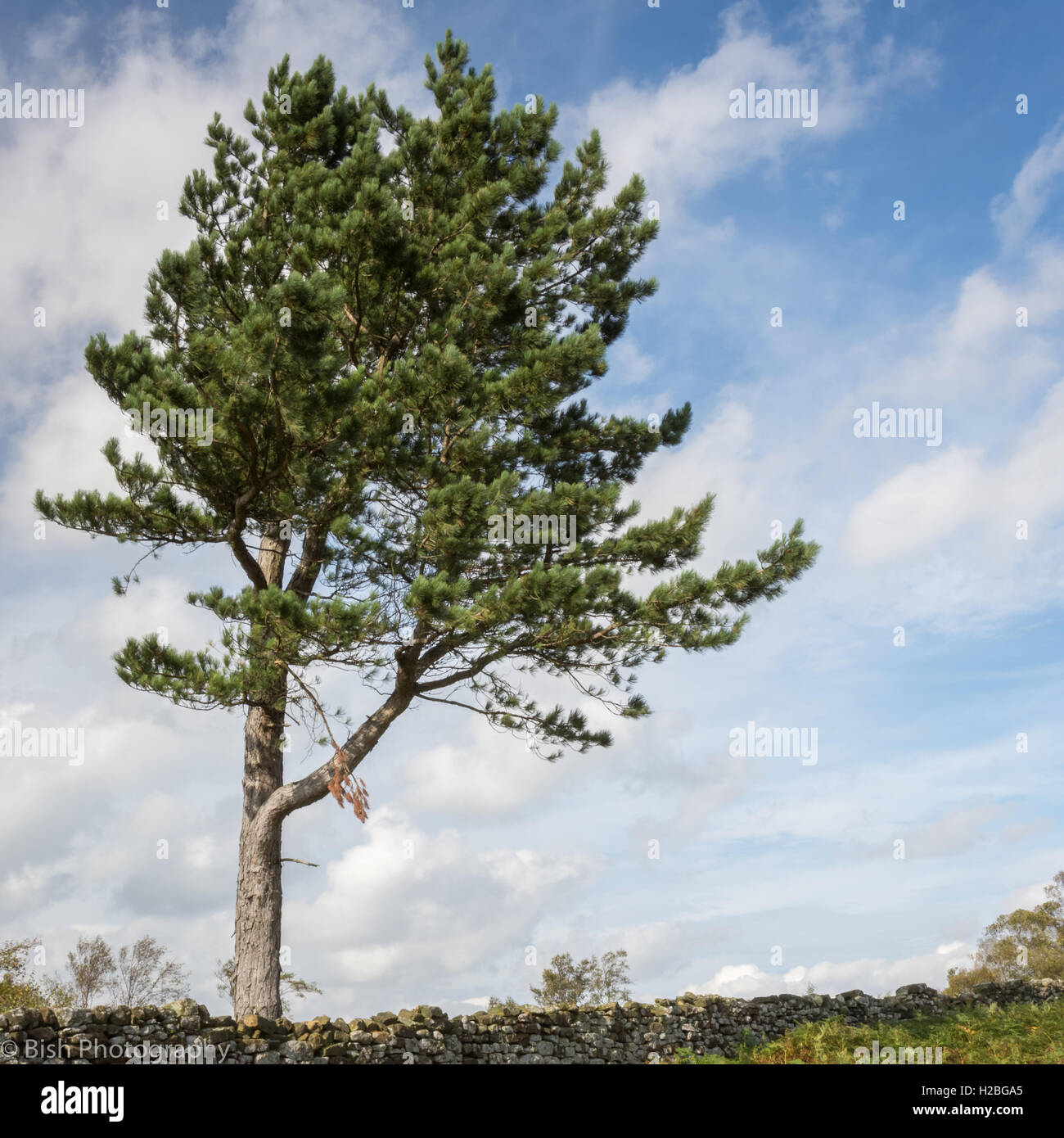 Lonely tree on the north yorkshire moors Stock Photo - Alamy