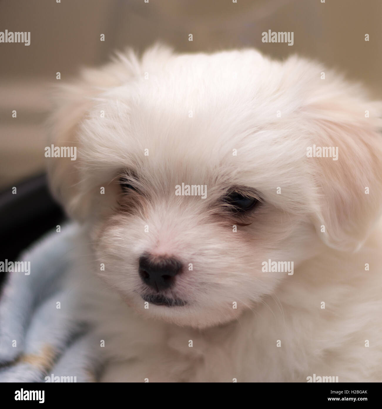 How Long Do Maltese Puppies Sleep