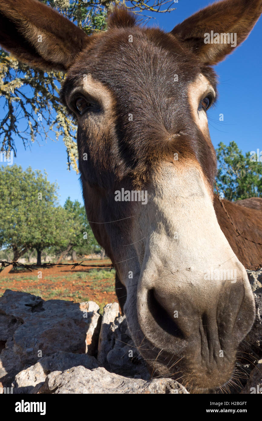 Donkey nose hi-res stock photography and images - Alamy
