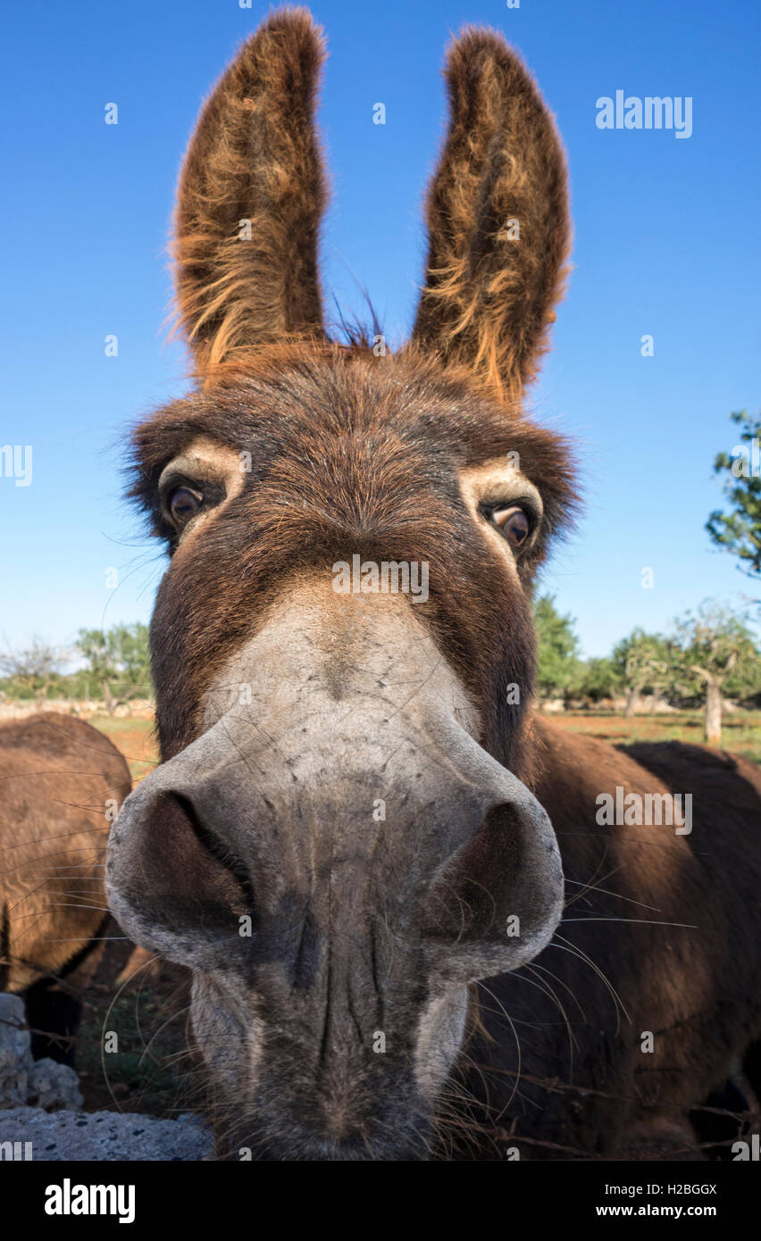Donkey nose hi-res stock photography and images - Alamy