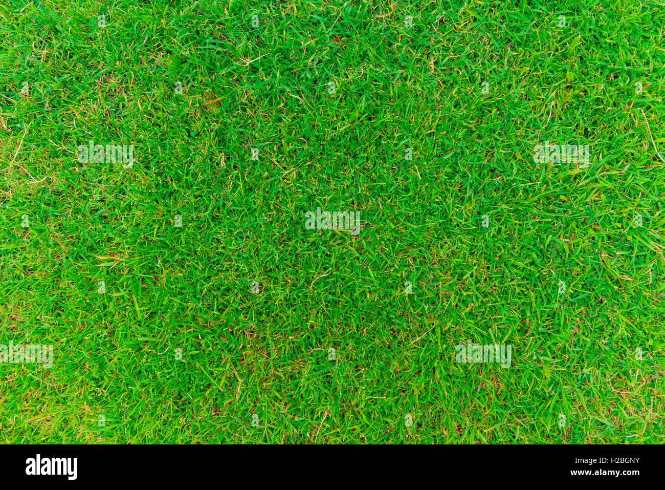 Beautiful green grass texture, Green grass for background Stock Photo ...