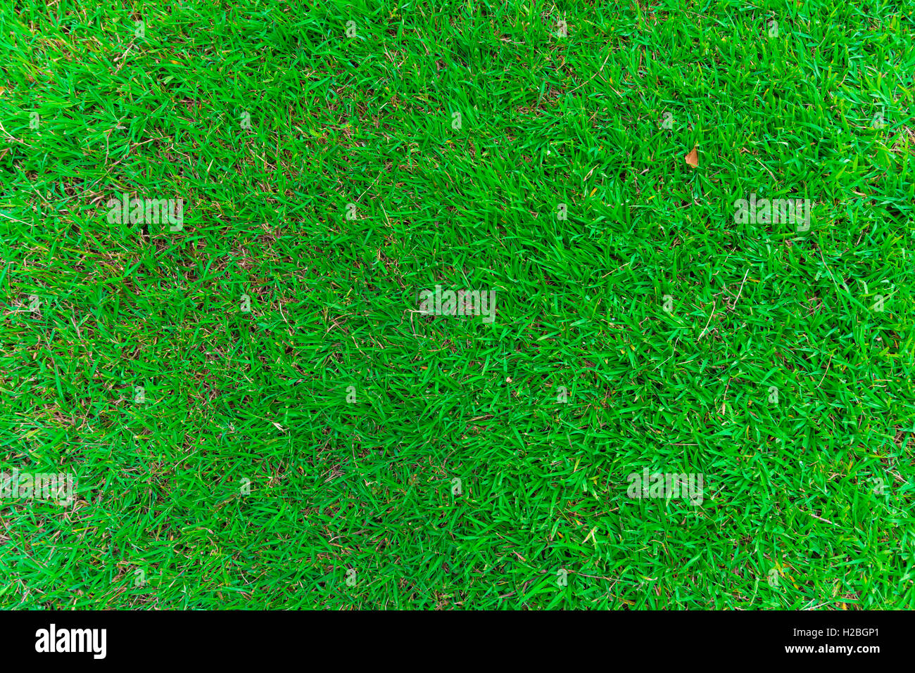 Beautiful green grass texture, Green grass for background Stock Photo ...