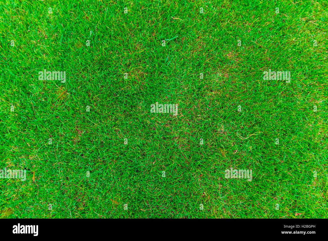 Beautiful green grass texture, Green grass for background Stock Photo ...