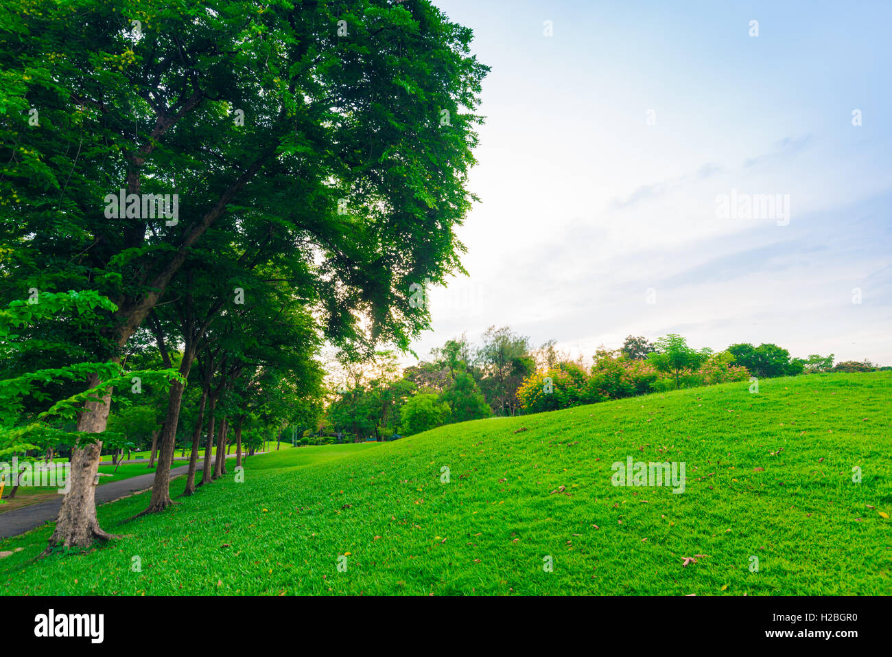 Green lawn with trees in park of bangkok city, Thailand central park ...