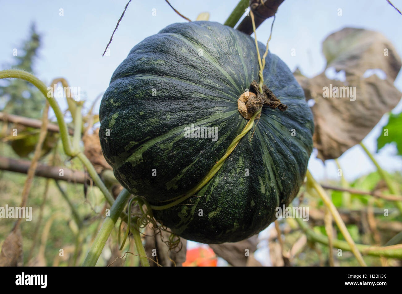 "Flying pumpkins", Hokkaido pumpkin, Cucurbia maxima, green, bamboo ...