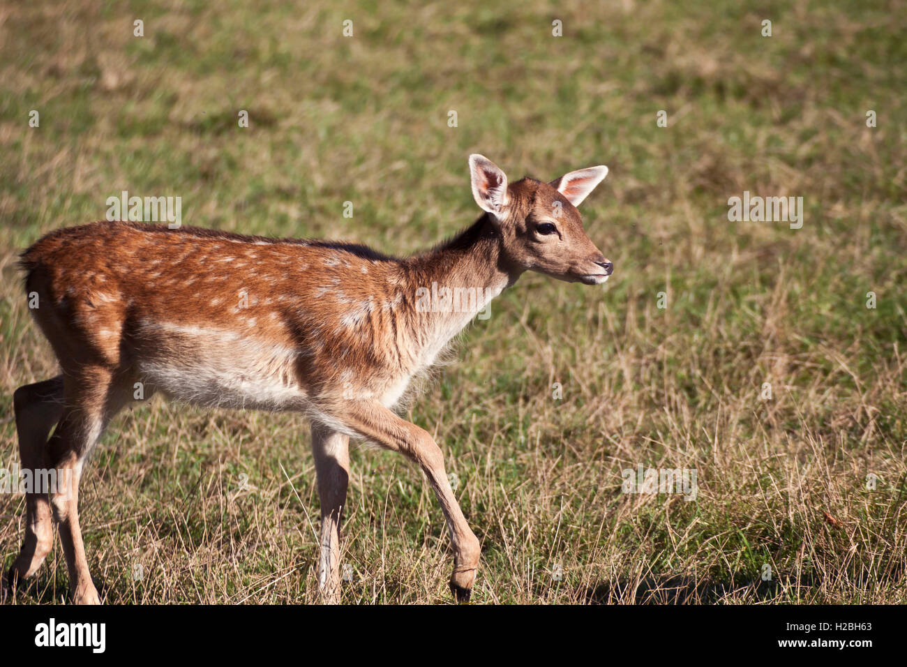 Nature wildlife portrait, fawn standing in natural environment, blurred ...