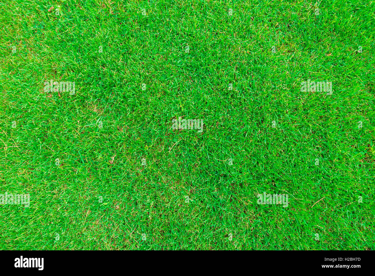 Beautiful green grass texture, Green grass for background Stock Photo ...